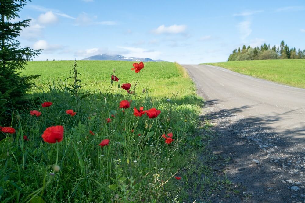 Fäviken Magasinet, Schweden - Letzte Saison im schwedischen Nirgendwo ...